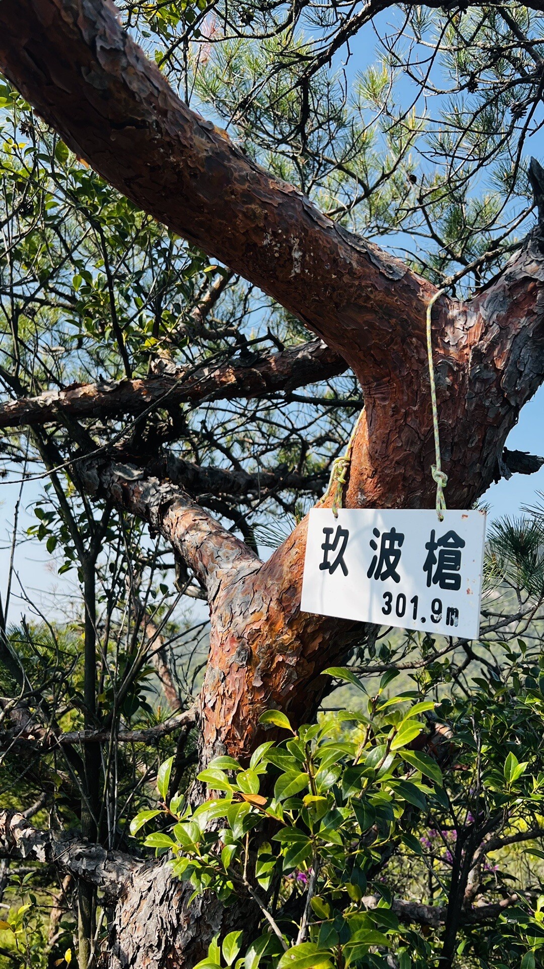 サクッと玖波槍♪ / PEZさんの行者山・傘山・忠四郎山の活動データ | YAMAP / ヤマップ