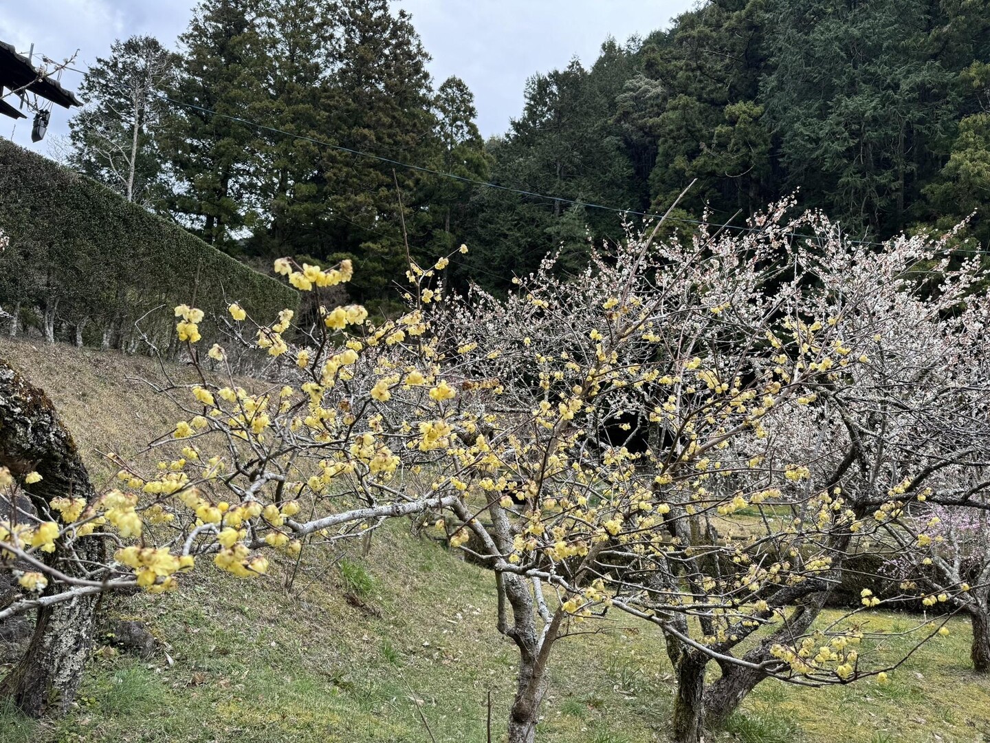 杉ノ沢山 / sinさんの突先山・高山（牛ヶ峰）・大棚山の活動データ | YAMAP / ヤマップ