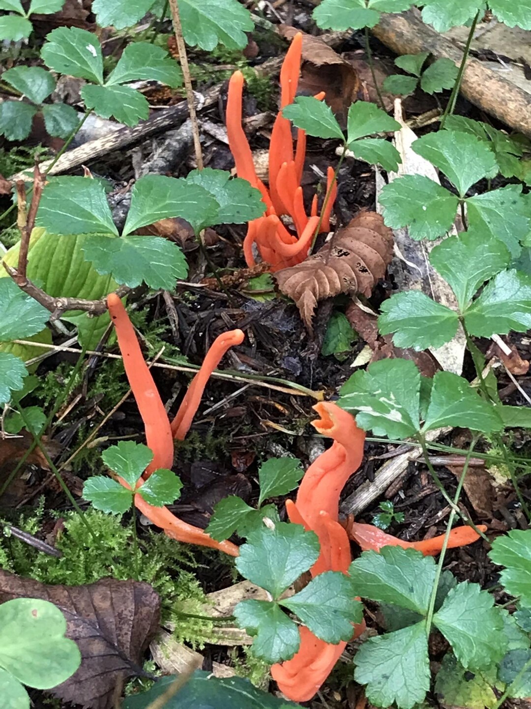 9月下旬 至仏山 ベニナギナタダケ(多分... / YOLOさんのモーメント | YAMAP / ヤマップ