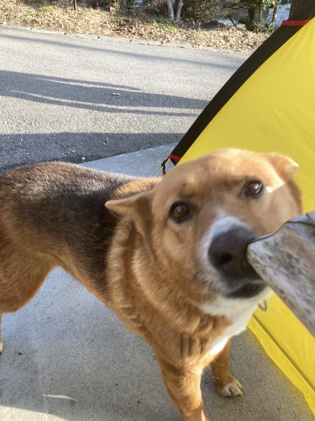 鹿狼山 / John Doeさんの鹿狼山の活動データ | YAMAP / ヤマップ