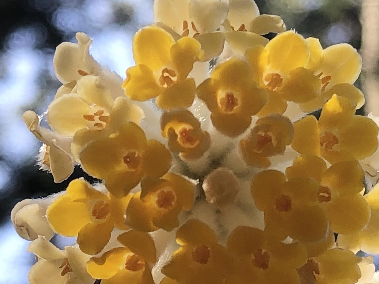 美杉町 yellowボンボンフェスは準備中🎶 / さぁぼぉさんの三峰山・学能堂山・栗ノ木岳の活動データ | YAMAP / ヤマップ