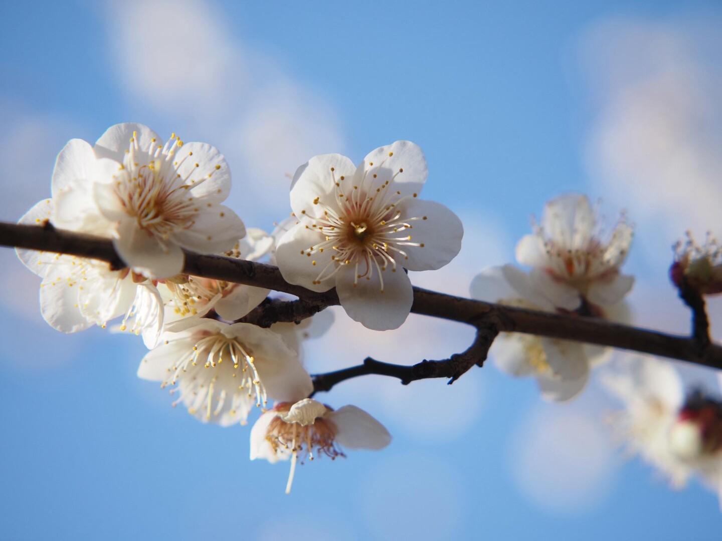 なんだか体調が良くないので、栃木のピーク... / wak-kunさんのモーメント | YAMAP / ヤマップ