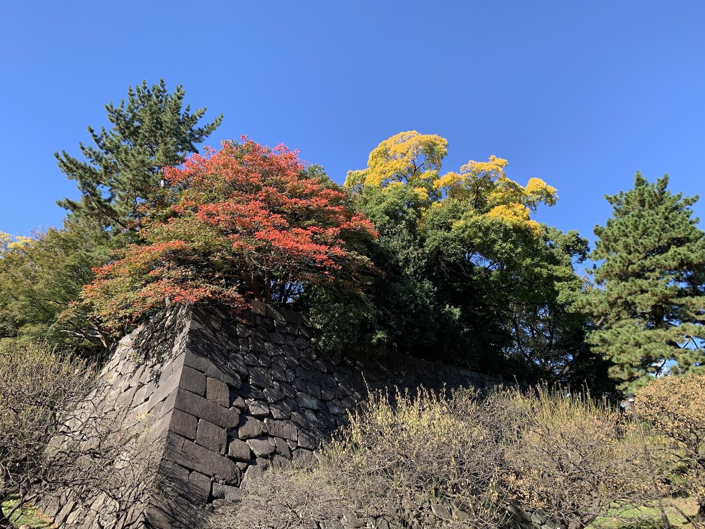 皇居東御苑ウォーキング-2024-11-19 / minamiさんのウォーキングの活動データ | YAMAP / ヤマップ