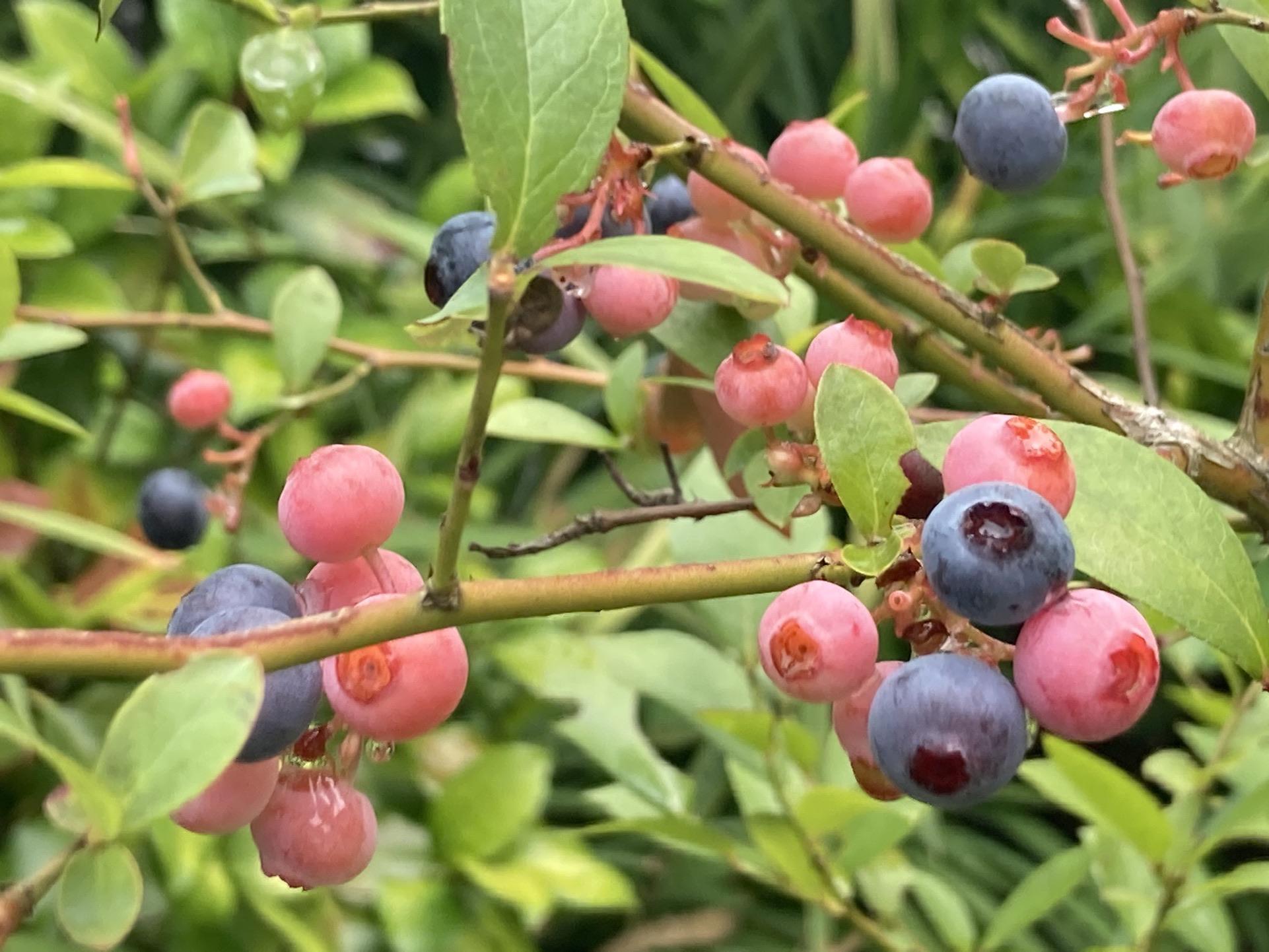 ☂️があがったので、これから藪蚊と格闘し... / Ryu 🐉さんのモーメント | YAMAP / ヤマップ