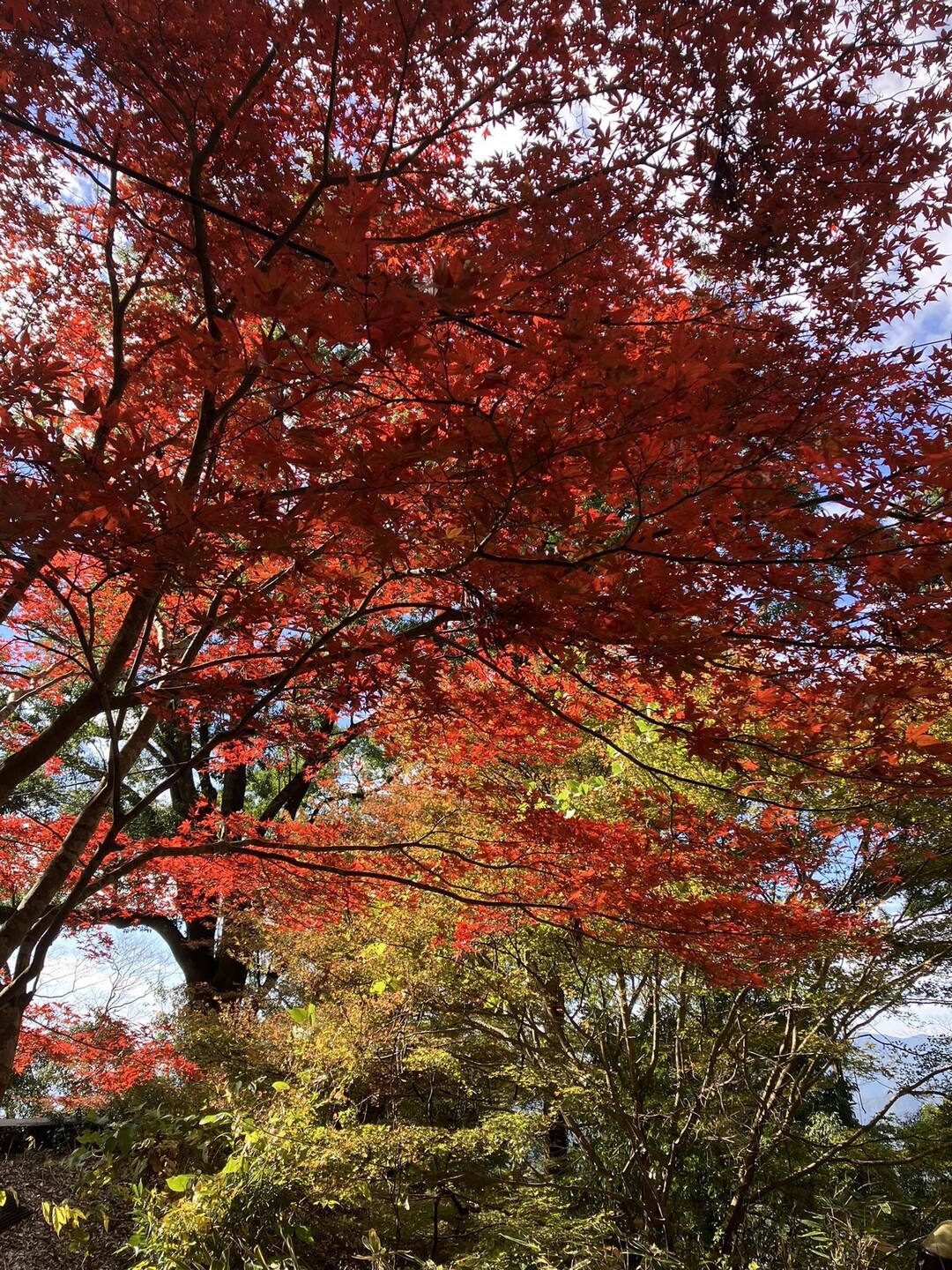 鳳来寺山、紅葉最高だったなぁ、 次どこ行... / senさんのモーメント | YAMAP / ヤマップ