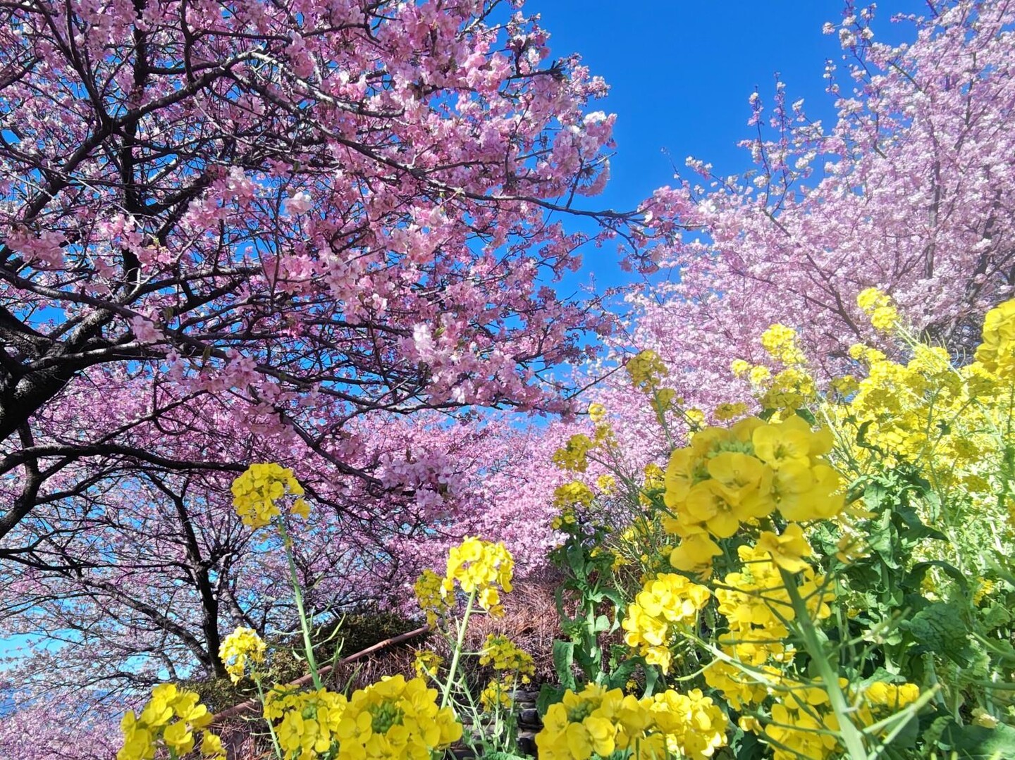 高松山 春が来た🌸 / kyonさんの高松山・大野山の活動データ | YAMAP / ヤマップ
