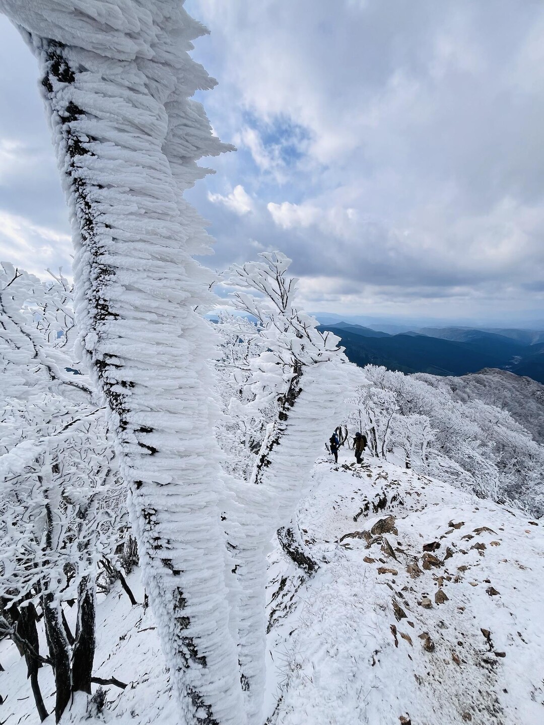 霧氷を見に、高見山🏔️ ️ / Mt.top山さんの高見山・黒石山・天狗山の活動データ | YAMAP / ヤマップ
