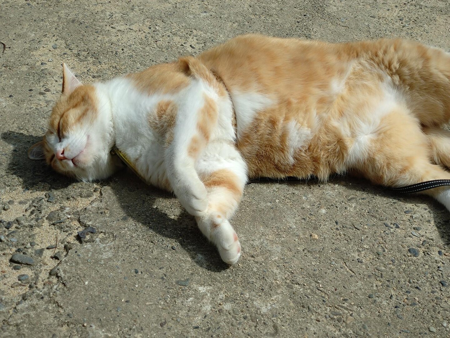 さんじゅうろうに会いにお城へ🐈 / ya.junさんの備中松山城の活動データ | YAMAP / ヤマップ