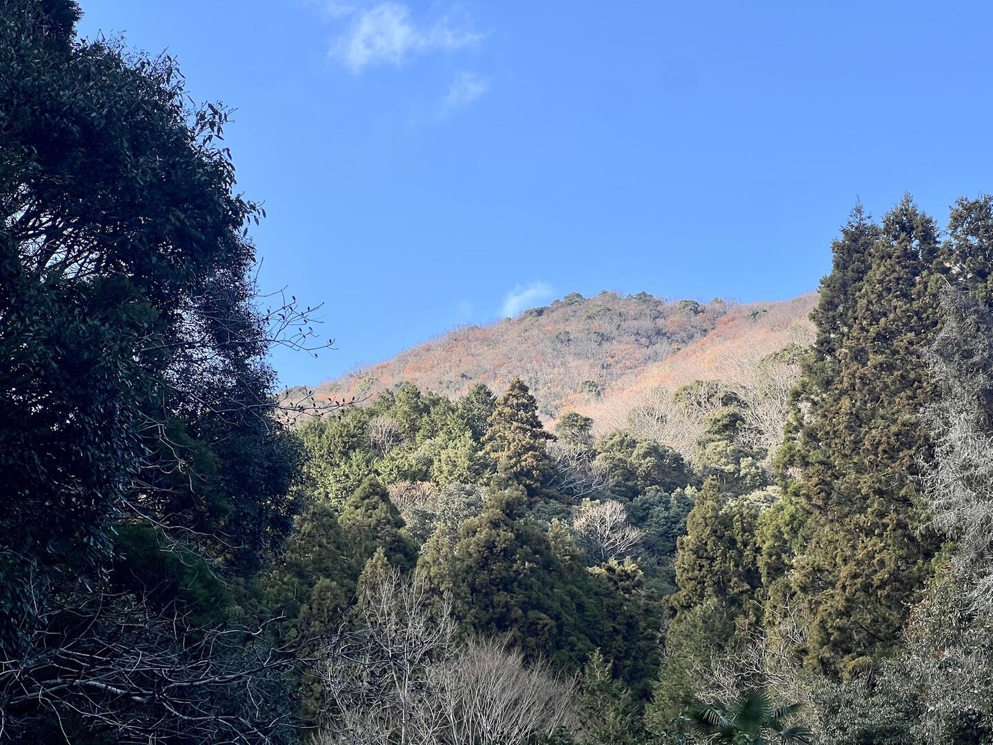 負出山(オイダシヤマ)⛰️ 〜徳島250山〜 / yukiさんの西龍王山・東龍王山の活動日記 | YAMAP / ヤマップ