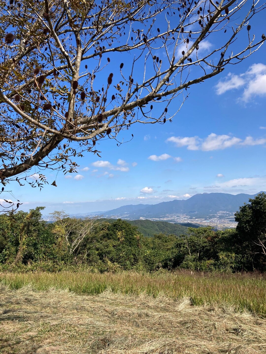 関の山〜金石山〜大山💚 / sho-koしょうこさんの関の山の活動データ | YAMAP / ヤマップ