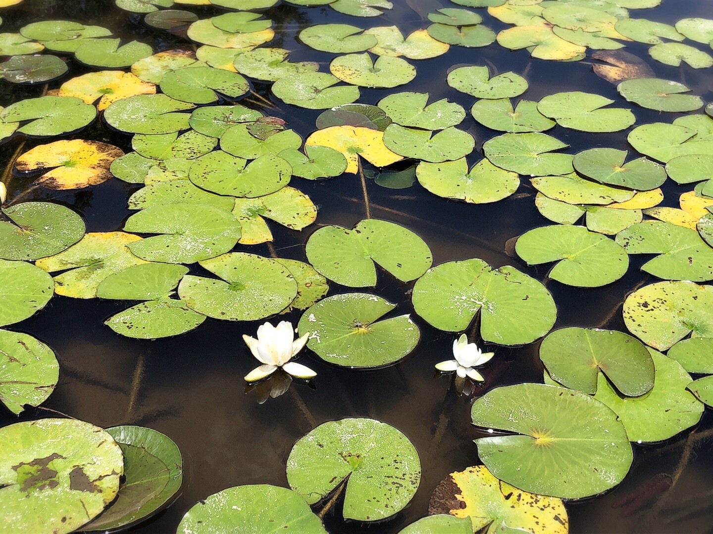 近くの公園の睡蓮も咲き始めました。今日も... / kayoさんのモーメント | YAMAP / ヤマップ