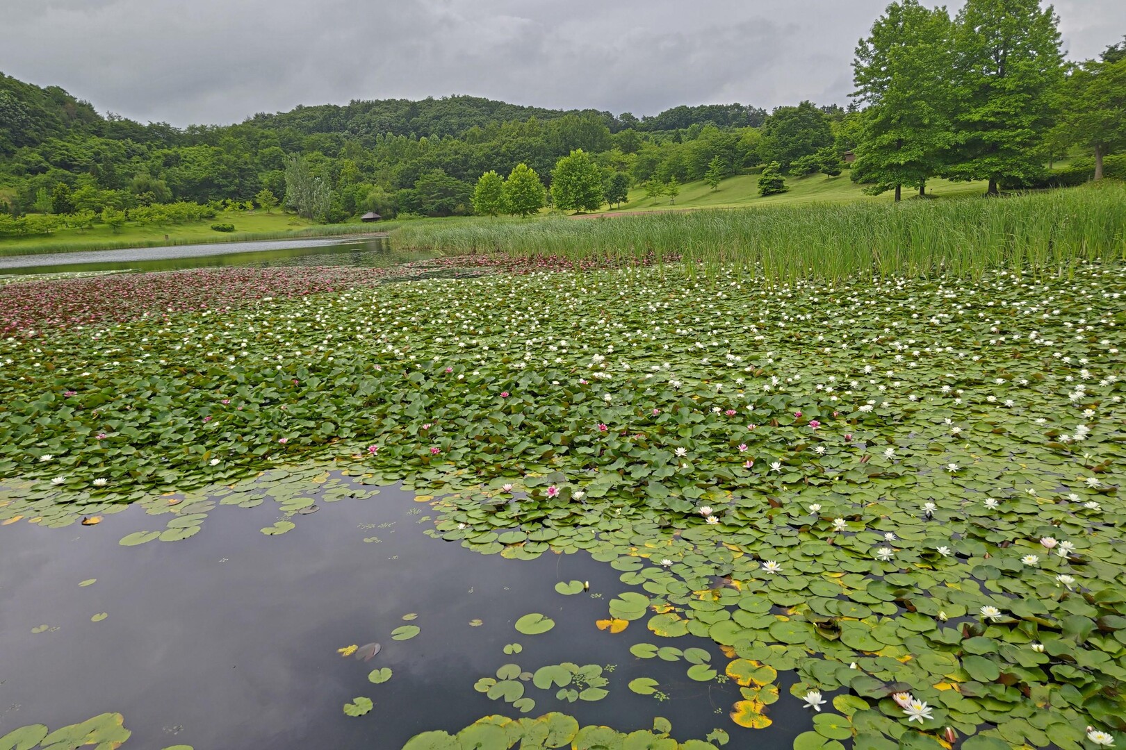 長岡市 東エリア-2023-06-13 / ikkoさんの長岡市 東エリアの活動データ | YAMAP / ヤマップ
