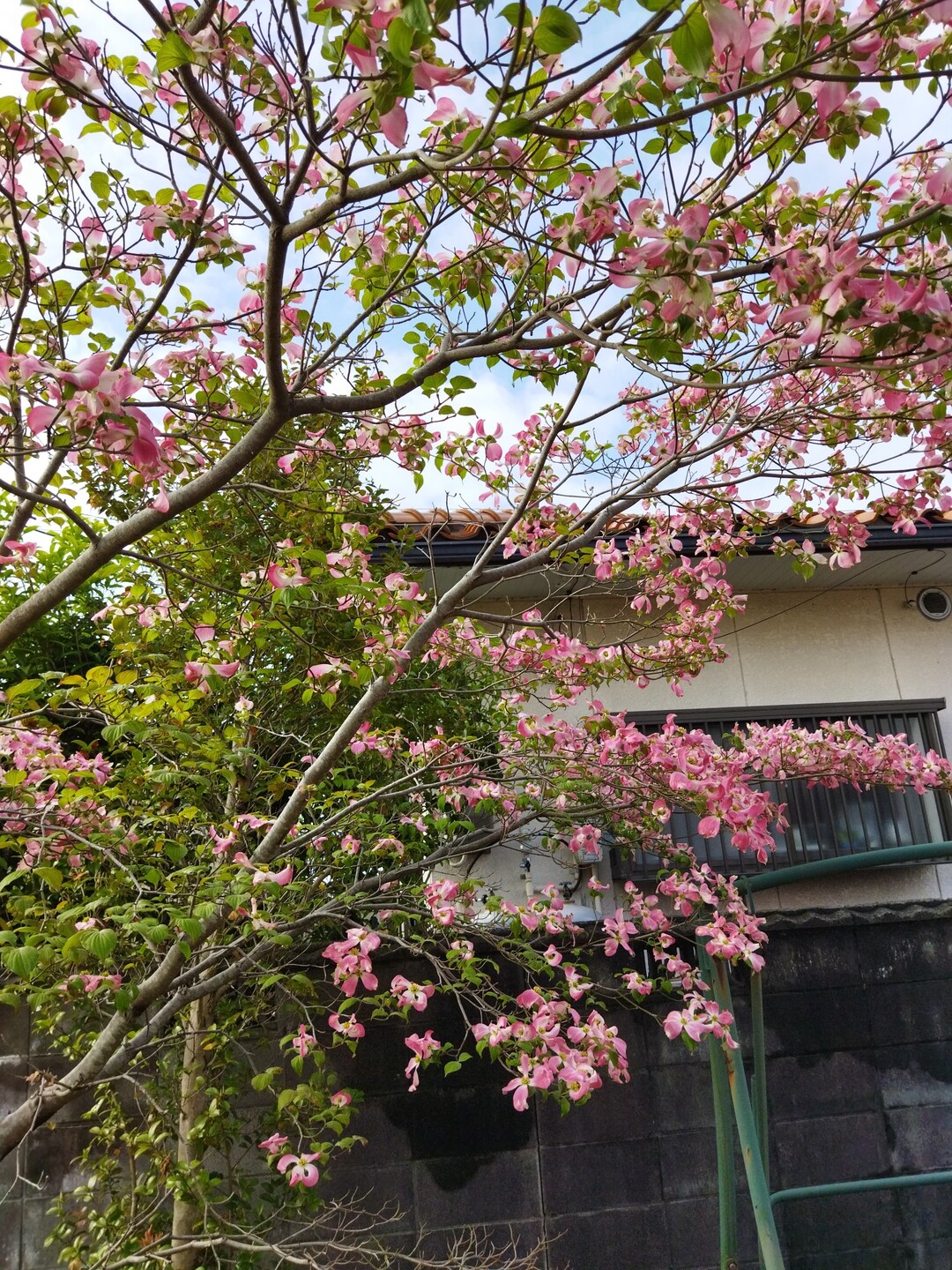 庭のハナミズキ。 こんなに咲いたのははじ... / おだや〜p(^-^)qさんのモーメント | YAMAP / ヤマップ