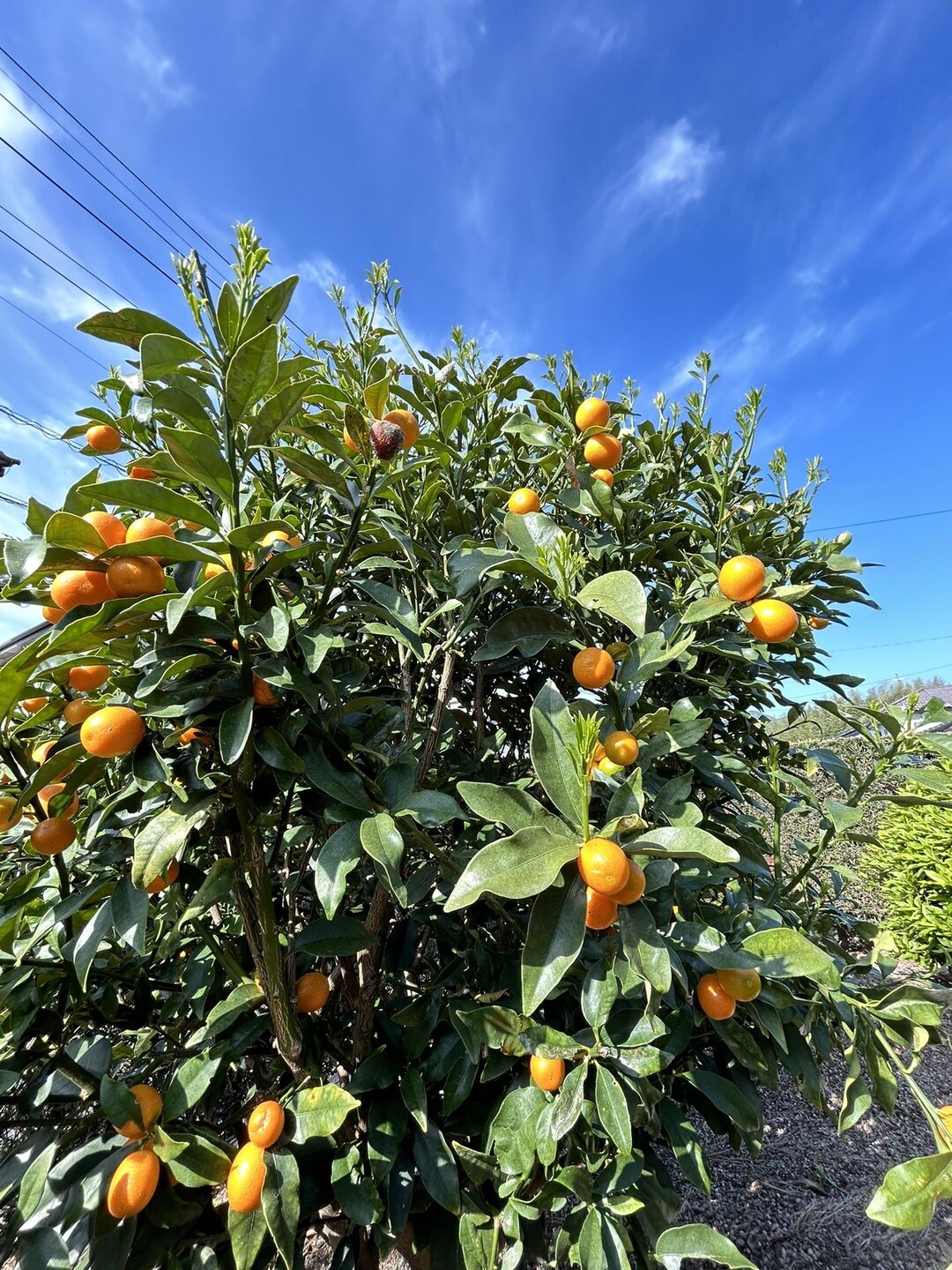 GWキンカン🍊大収穫祭 ️ @福岡の実... / Shin ®さんのモーメント | YAMAP / ヤマップ