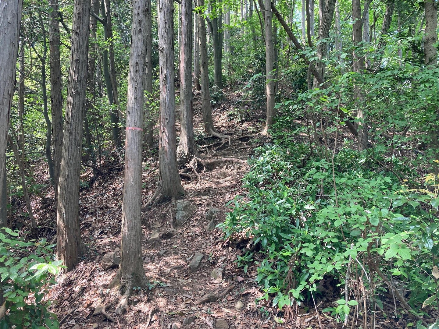 taoさんの投稿したフィールドメモ | YAMAP / ヤマップ