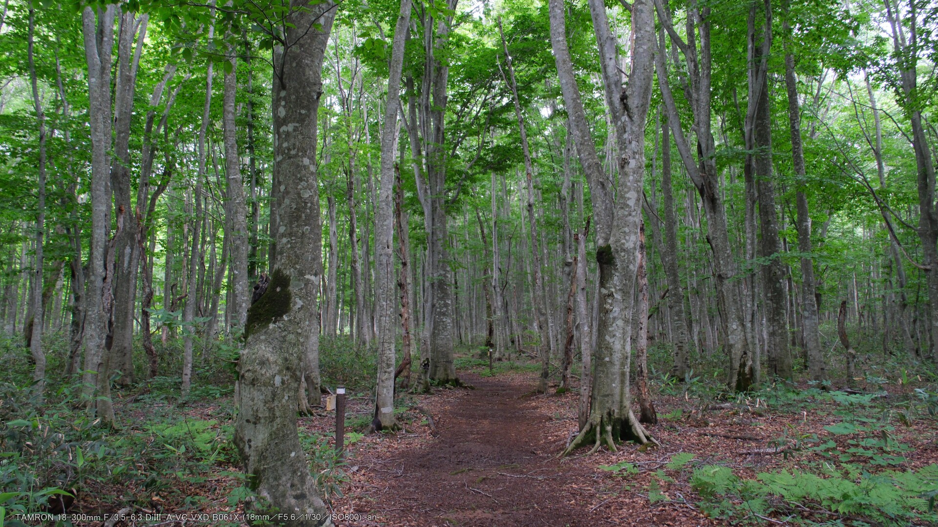 🌂「あっぴ高原遊々の森」🌳散策とおまけの岩畑山PH / an(アン)さんの八幡平・源太森・安比岳の活動データ | YAMAP / ヤマップ