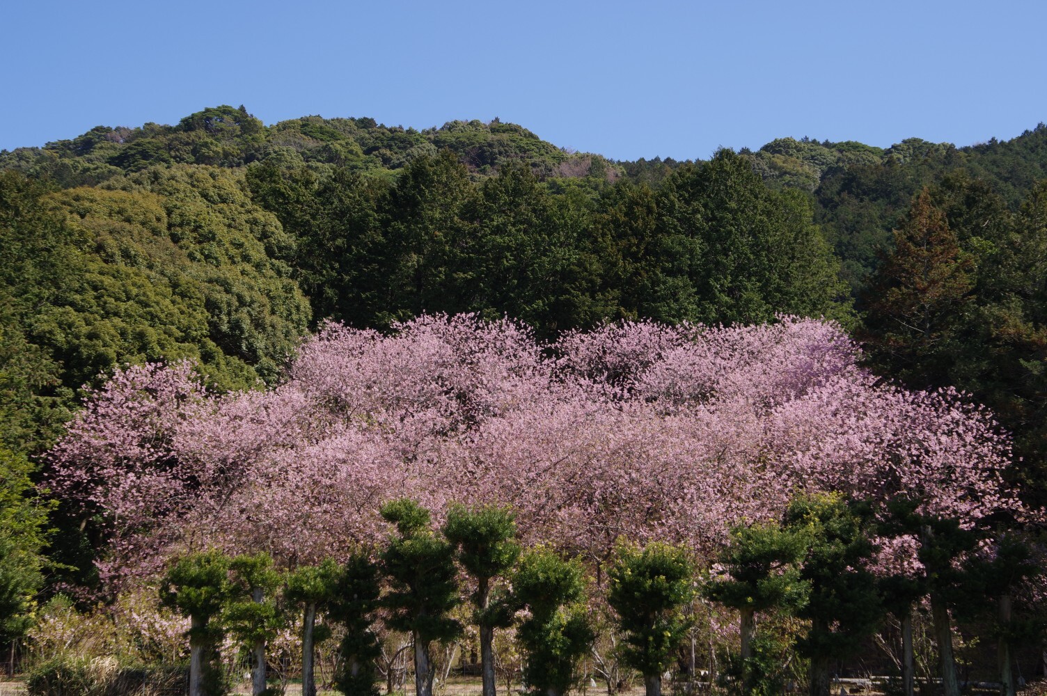 初御代桜を見てきました。 周りを散策する... / yossyさんのモーメント | YAMAP / ヤマップ