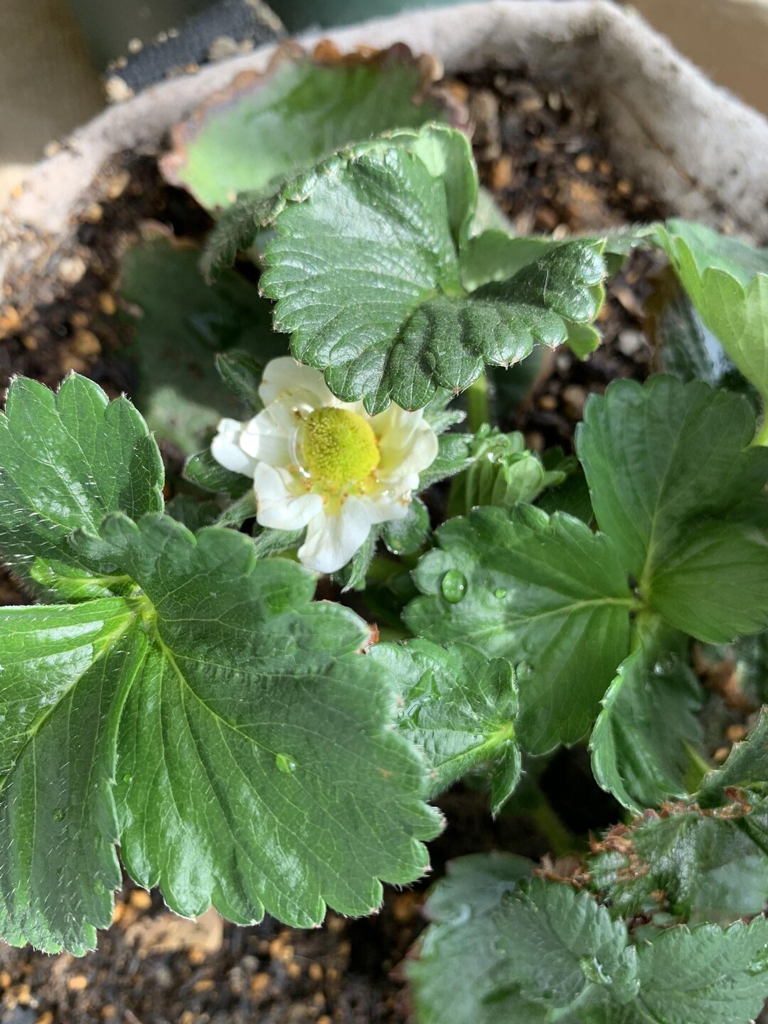 私の苺、大きくな〜れ🍓 / Lucy mさんのモーメント | YAMAP / ヤマップ