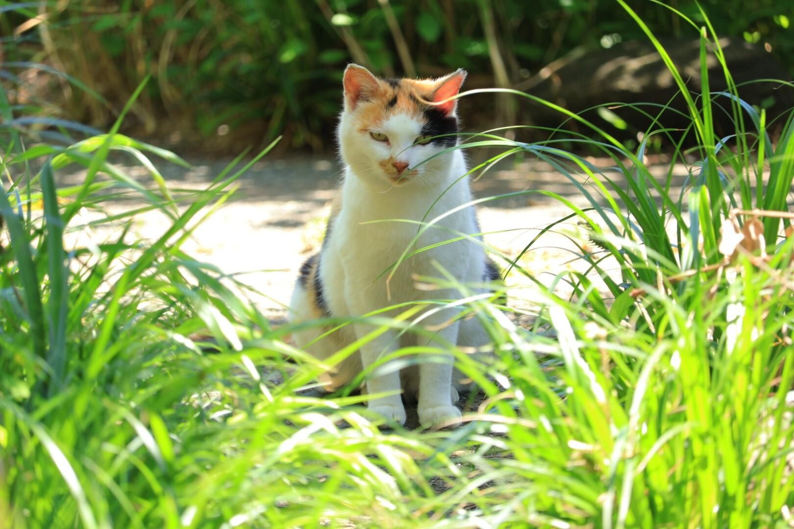 島さんぽ 城ヶ島 / toruさんのウォーキングの活動データ | YAMAP / ヤマップ