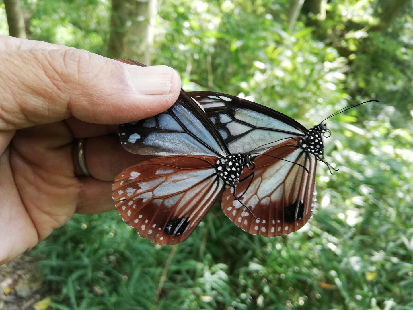 五月山-2023-10-11 / aoさんの六個山・鉢伏山・明ヶ田尾山・五月山の活動日記 | YAMAP / ヤマップ