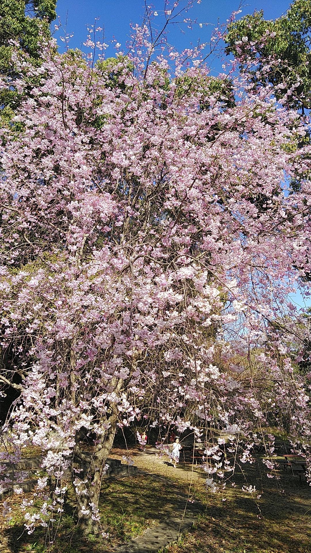 この時期は色々な所要で忙しく山へ行けない... / toshiさんのモーメント | YAMAP / ヤマップ