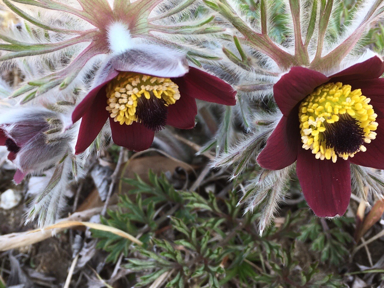 植物園ボランティア R3年3月17日 ... / スノーさんのモーメント | YAMAP / ヤマップ