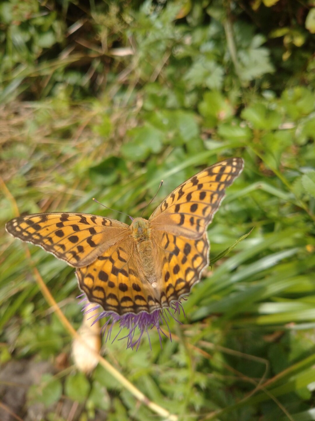 馬蹄縦走 / RIKUさんの三ッ石山・大深岳・諸桧岳の活動データ | YAMAP / ヤマップ