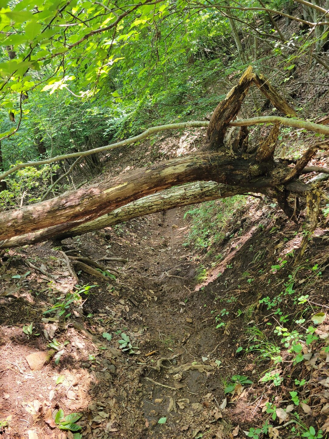 shunさんの投稿したフィールドメモ | YAMAP / ヤマップ