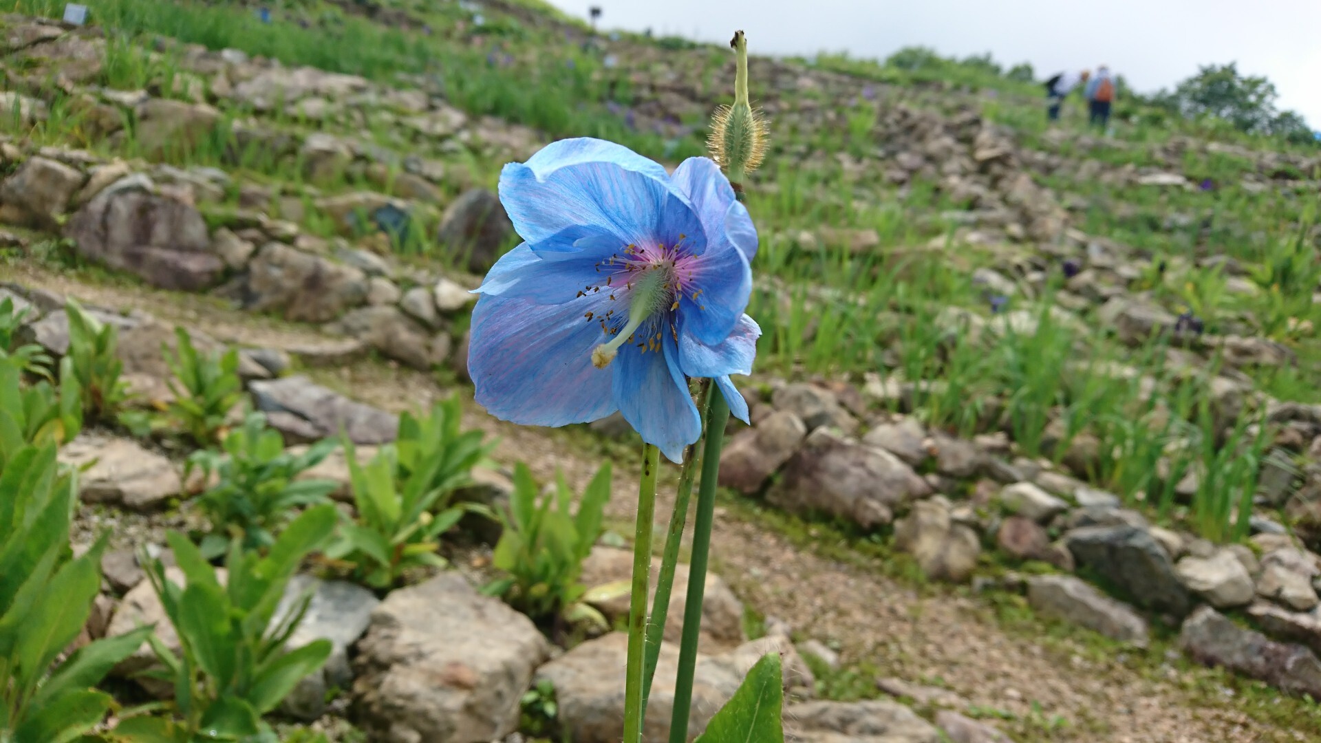 白馬五竜高山植物園 / udachanさんの鹿島槍ヶ岳・五竜岳（五龍岳）・唐松岳の活動データ | YAMAP / ヤマップ