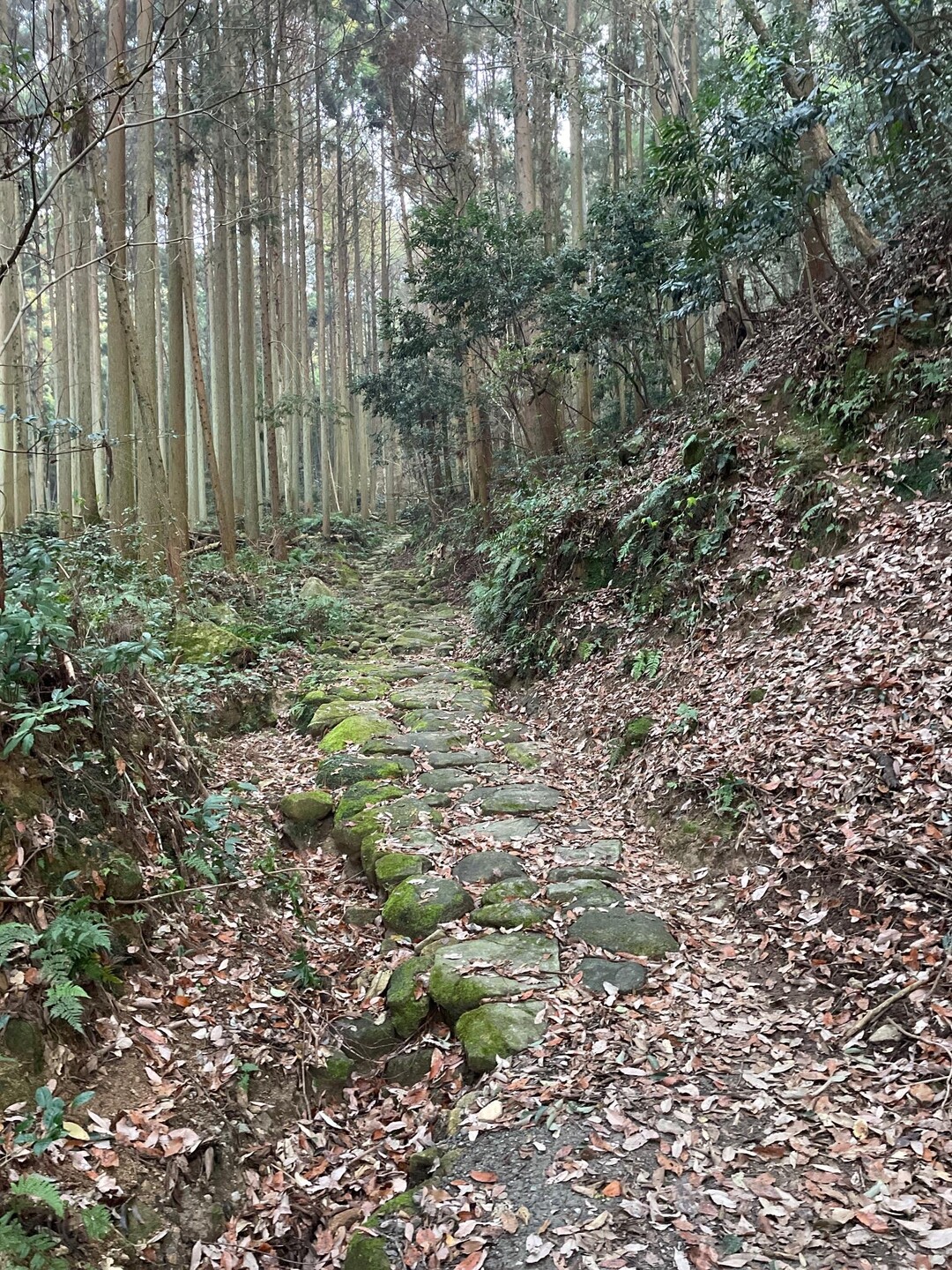 砥上岳 / 130Kさんの大根地山の活動データ | YAMAP / ヤマップ
