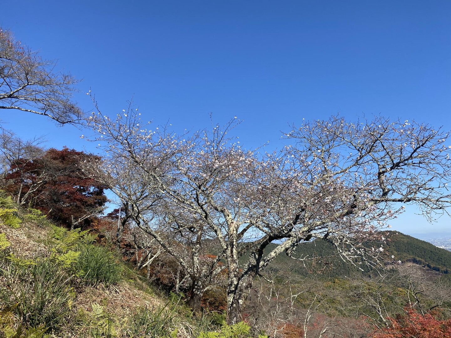 冬桜を愛でる山旅 🌸🍁桜山 / Joe-Rice さんの御荷鉾山・オドケ山・桐ノ城山の活動データ | YAMAP / ヤマップ