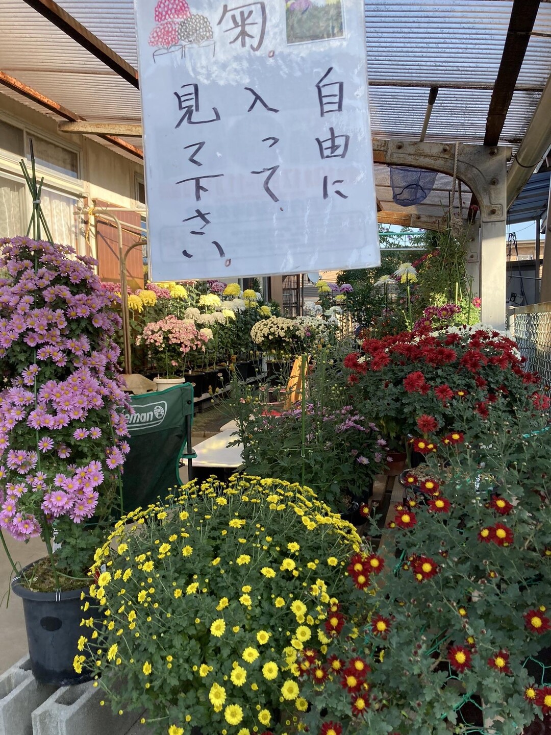 ご近所のKさんの菊が花盛りです🌸🌼 / ぽちゃさんのモーメント | YAMAP / ヤマップ