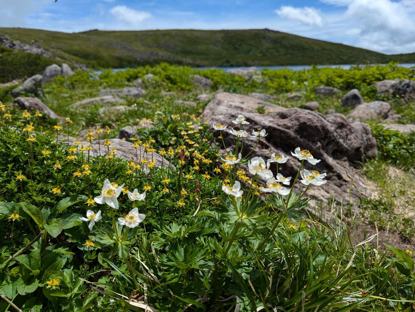 白馬岳のお花たち【その参】 白馬大池から... / soraさんのモーメント | YAMAP / ヤマップ