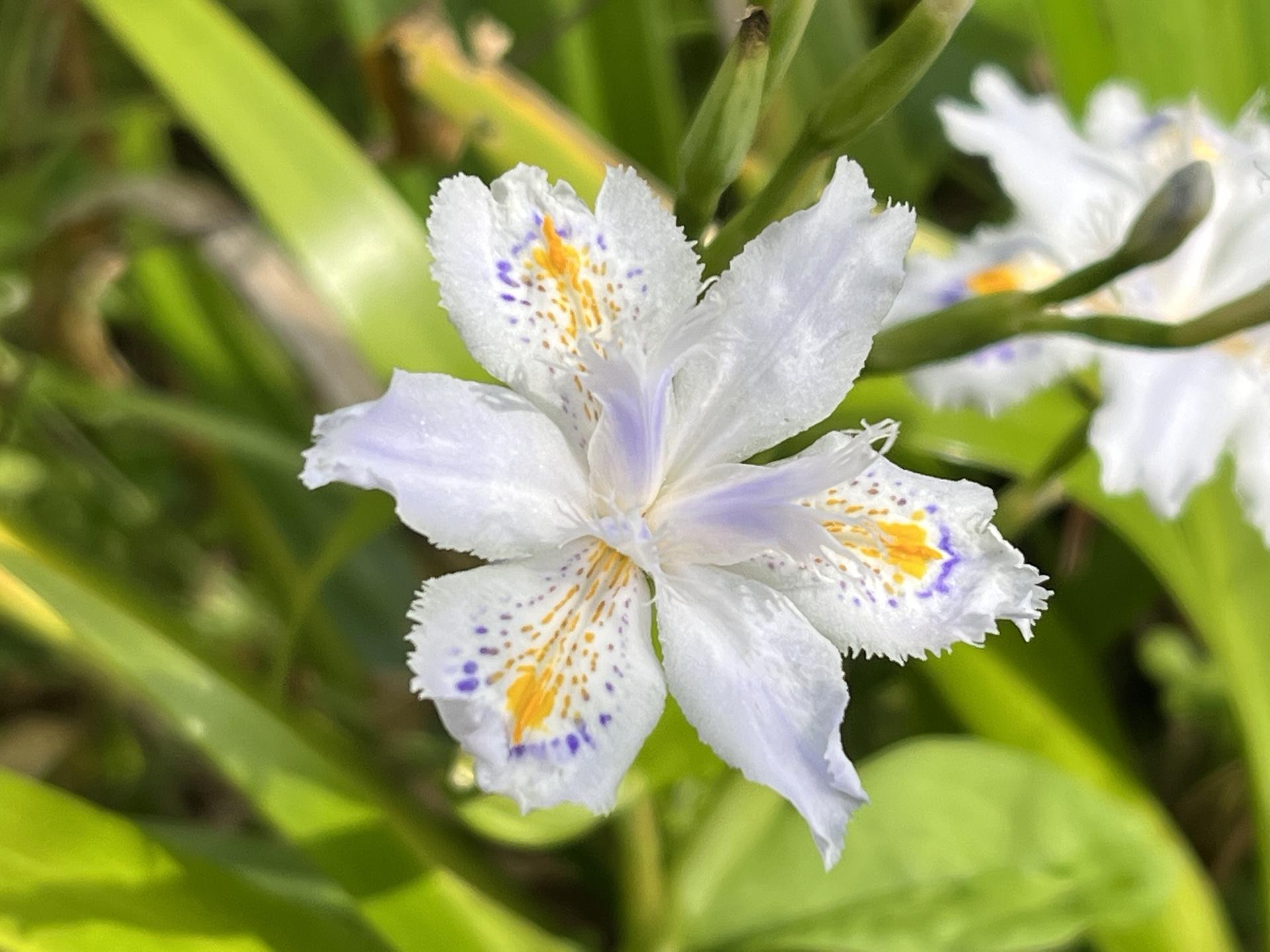 今日の花 気がつけば、シャッターを押し... / hideさんのモーメント | YAMAP / ヤマップ