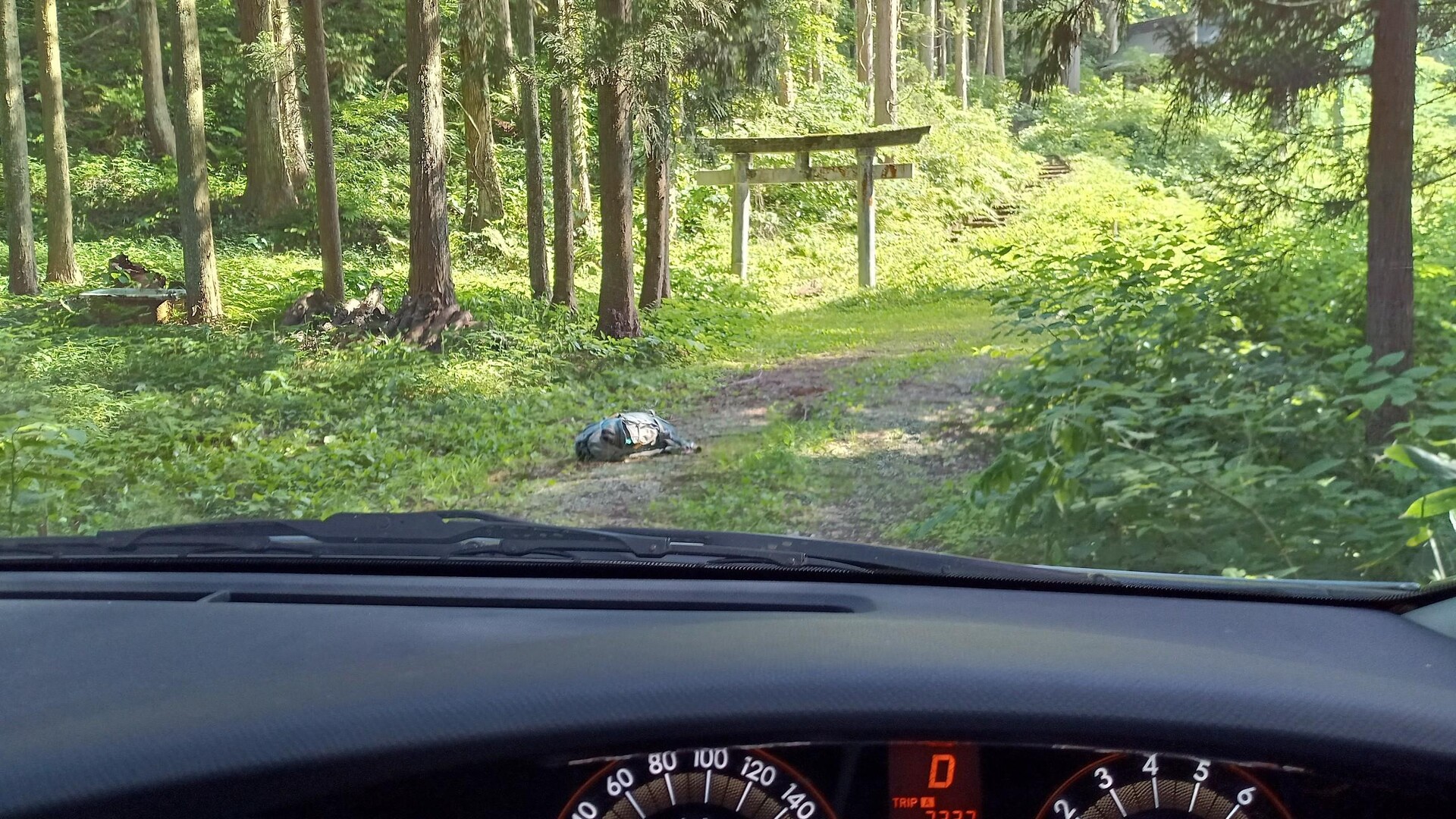 ザック忘れた杉王山💦(196m) / kumaさんの高坪山の活動データ | YAMAP / ヤマップ