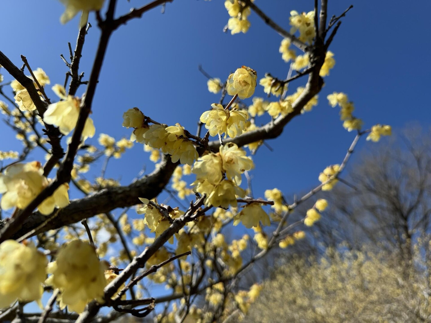 宝登山 / Aya_oguさんの宝登山・長瀞アルプス・不動山・陣見山・鐘撞堂山の活動日記 | YAMAP / ヤマップ