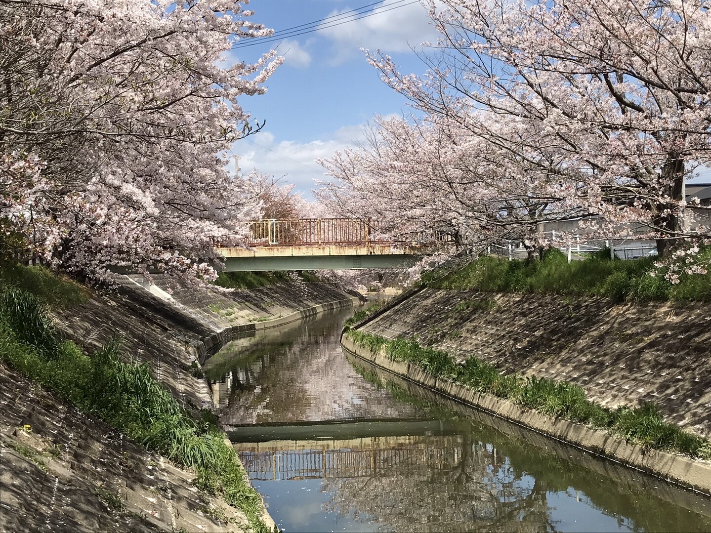 お花見ウォークとおぐらの森 / PokiPokiさんの生駒山・神津嶽・大原山の活動データ | YAMAP / ヤマップ