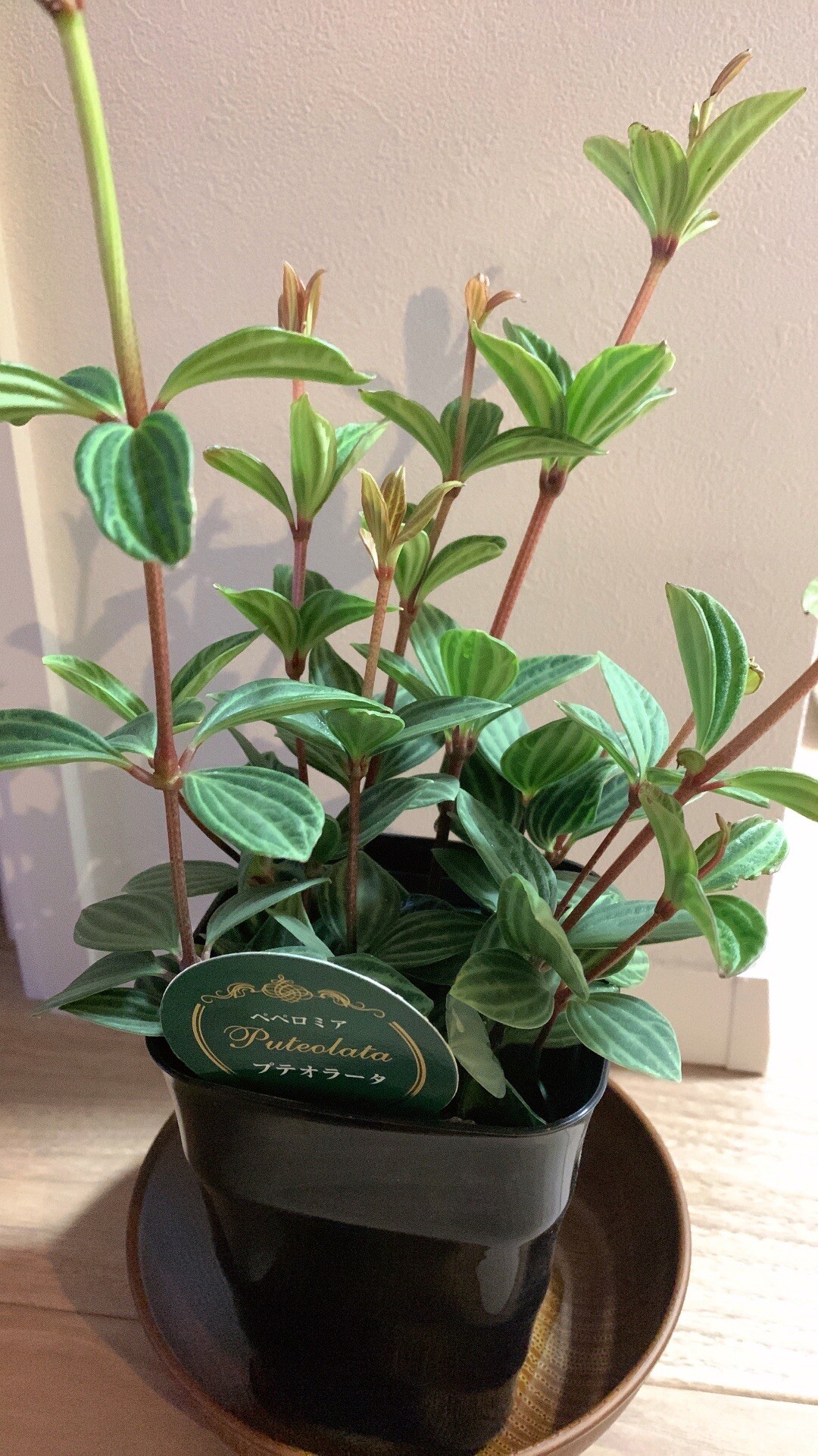 🔅大好きな観葉植物🪴頂きました🤗 / ゆぅぅ。さんのモーメント | YAMAP / ヤマップ