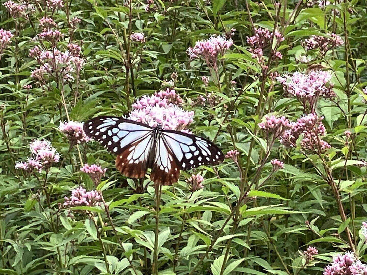 南宮山（伊賀小富士）岡山 アサギマダラ飛来地 / issanさんの南宮山（伊賀小富士）の活動データ | YAMAP / ヤマップ