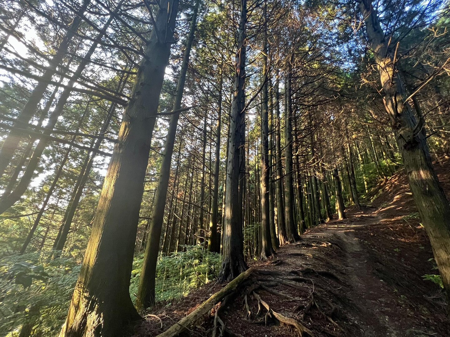 ご無沙汰😅金剛山 / moboさんの金剛山・二上山・大和葛城山の活動データ | YAMAP / ヤマップ