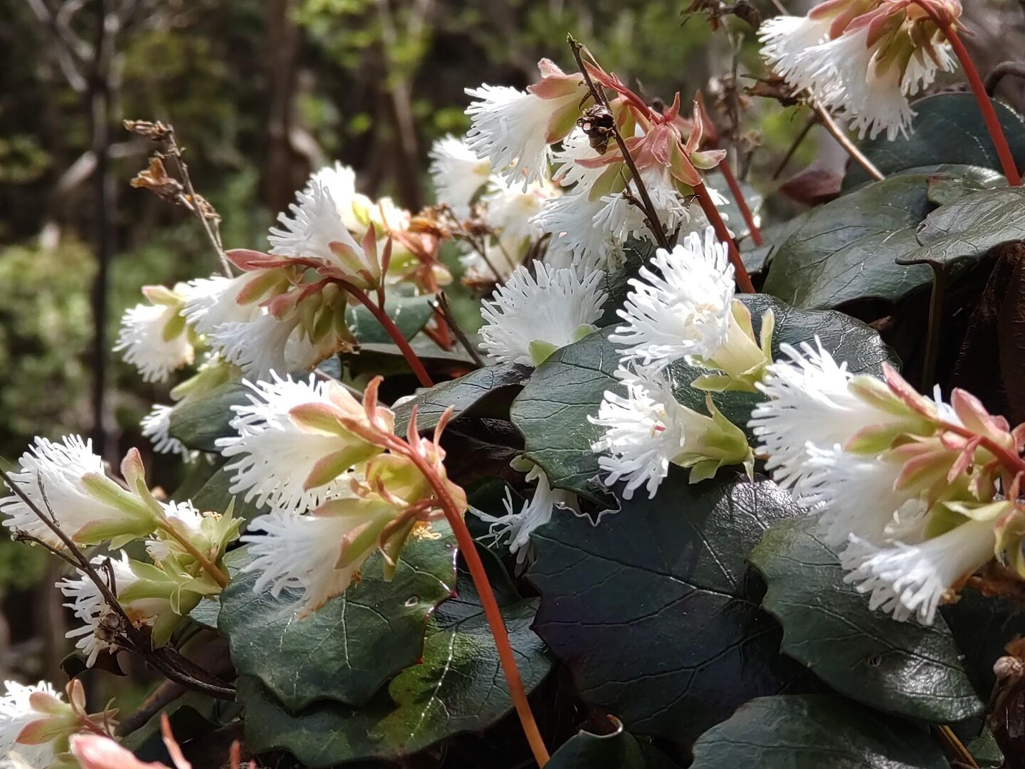 三角山・540P・多気山・御止山・雲雀鳥屋 / いず子さんの古賀志山・赤岩山・鞍掛山・男抱山・半蔵山の活動データ | YAMAP / ヤマップ