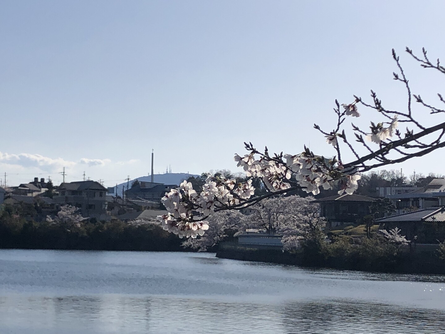 生駒山と桜 庭の利久梅 / いーちゃんさんのモーメント | YAMAP / ヤマップ