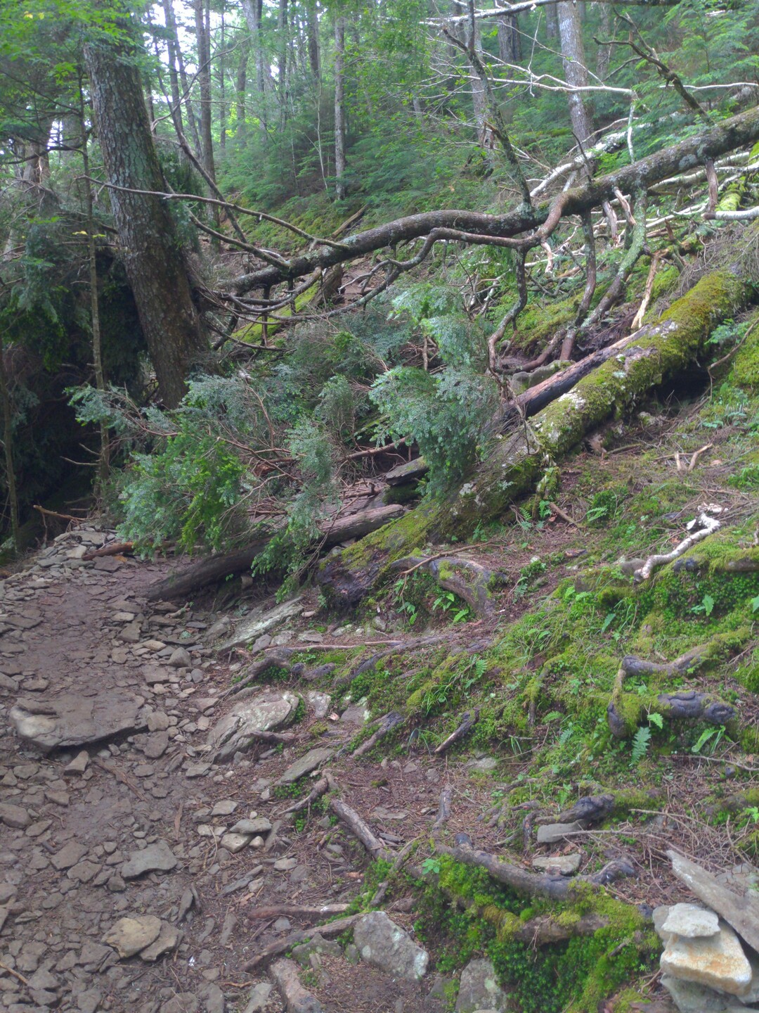 Joeさんの投稿したフィールドメモ | YAMAP / ヤマップ