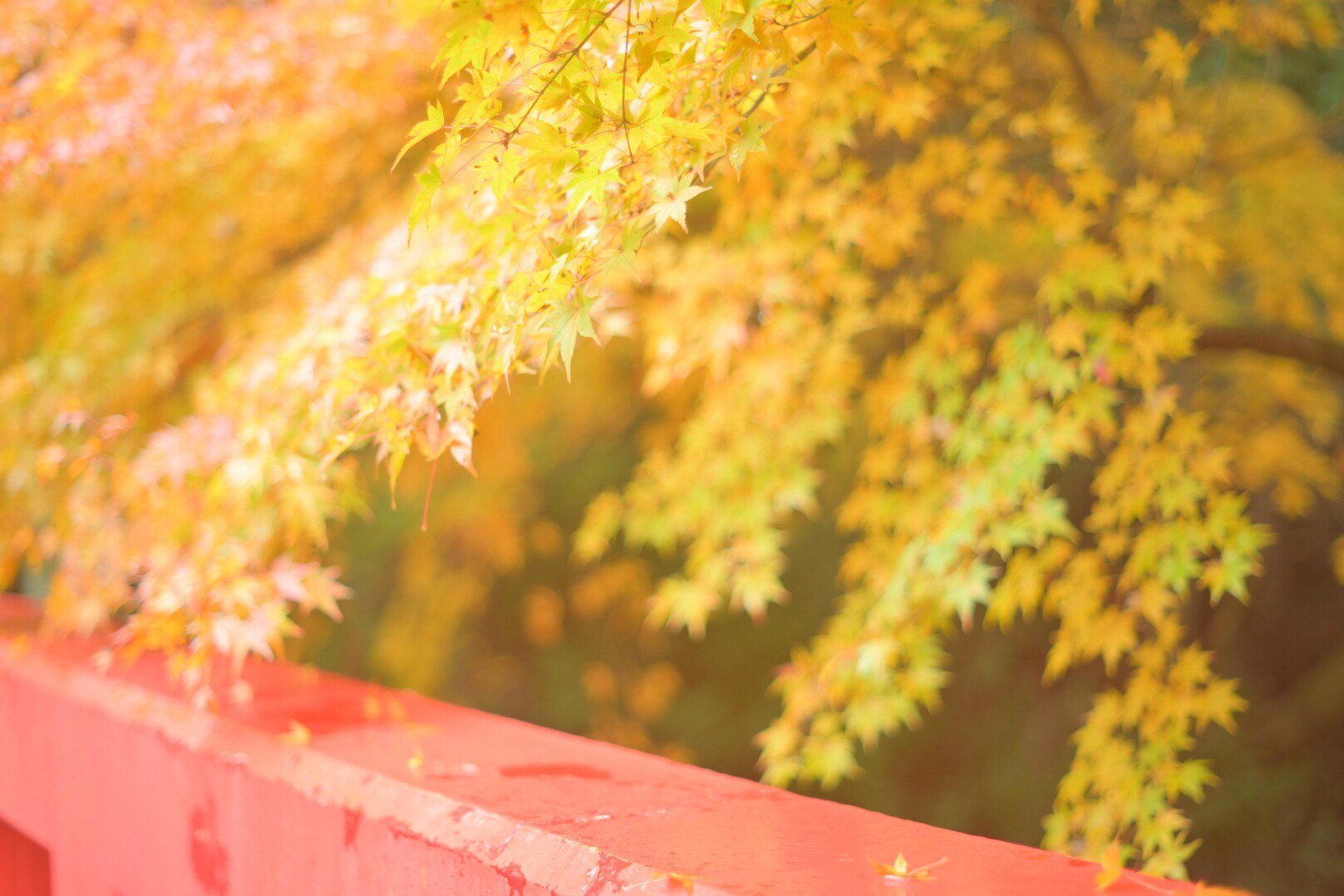 ゆっくり寂光院へ。 / k3さんの鳩吹山の活動データ | YAMAP / ヤマップ