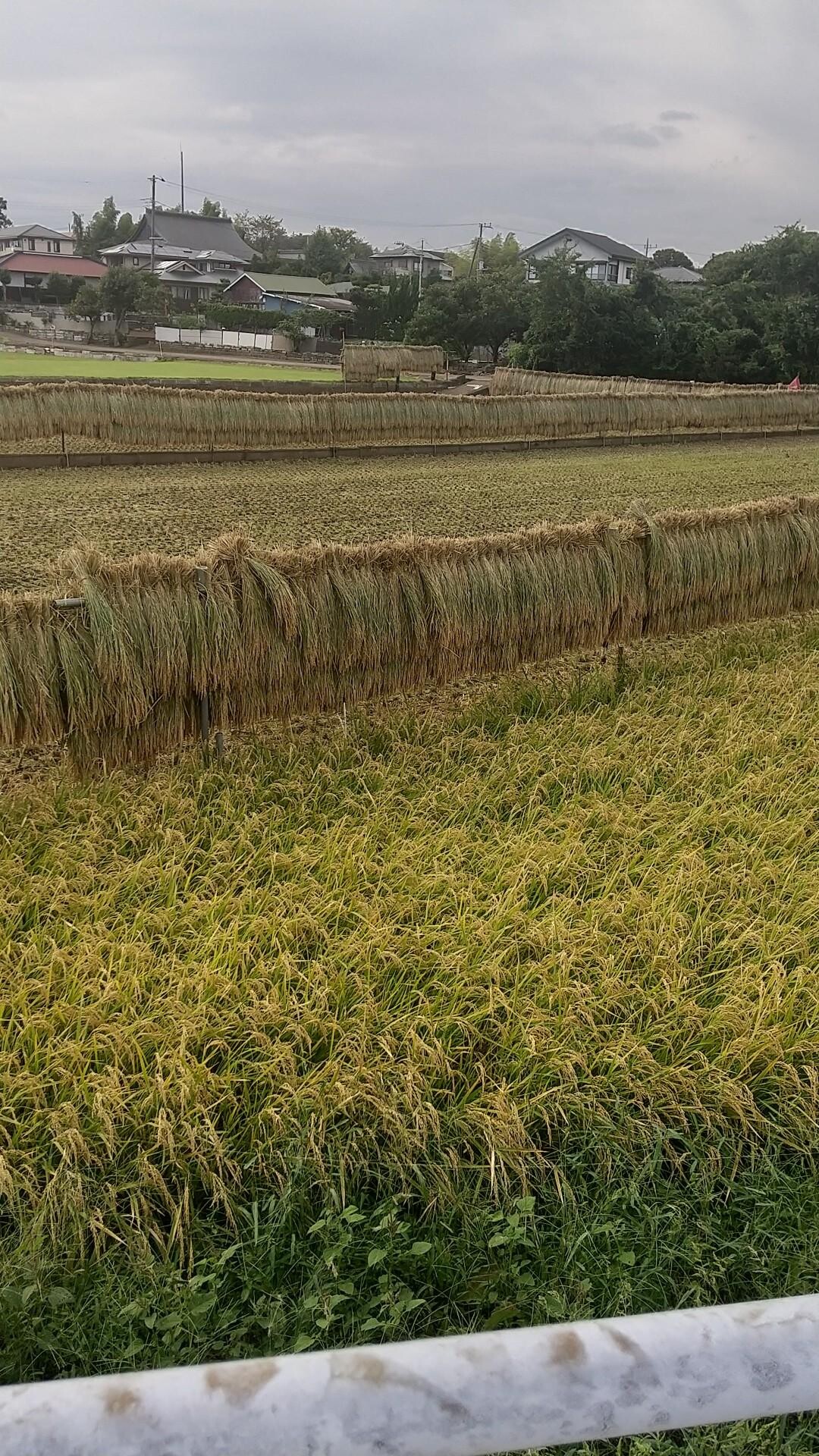稲刈り2023 稲穂は黄金色、茎はまだ緑... / はやとさんのモーメント | YAMAP / ヤマップ