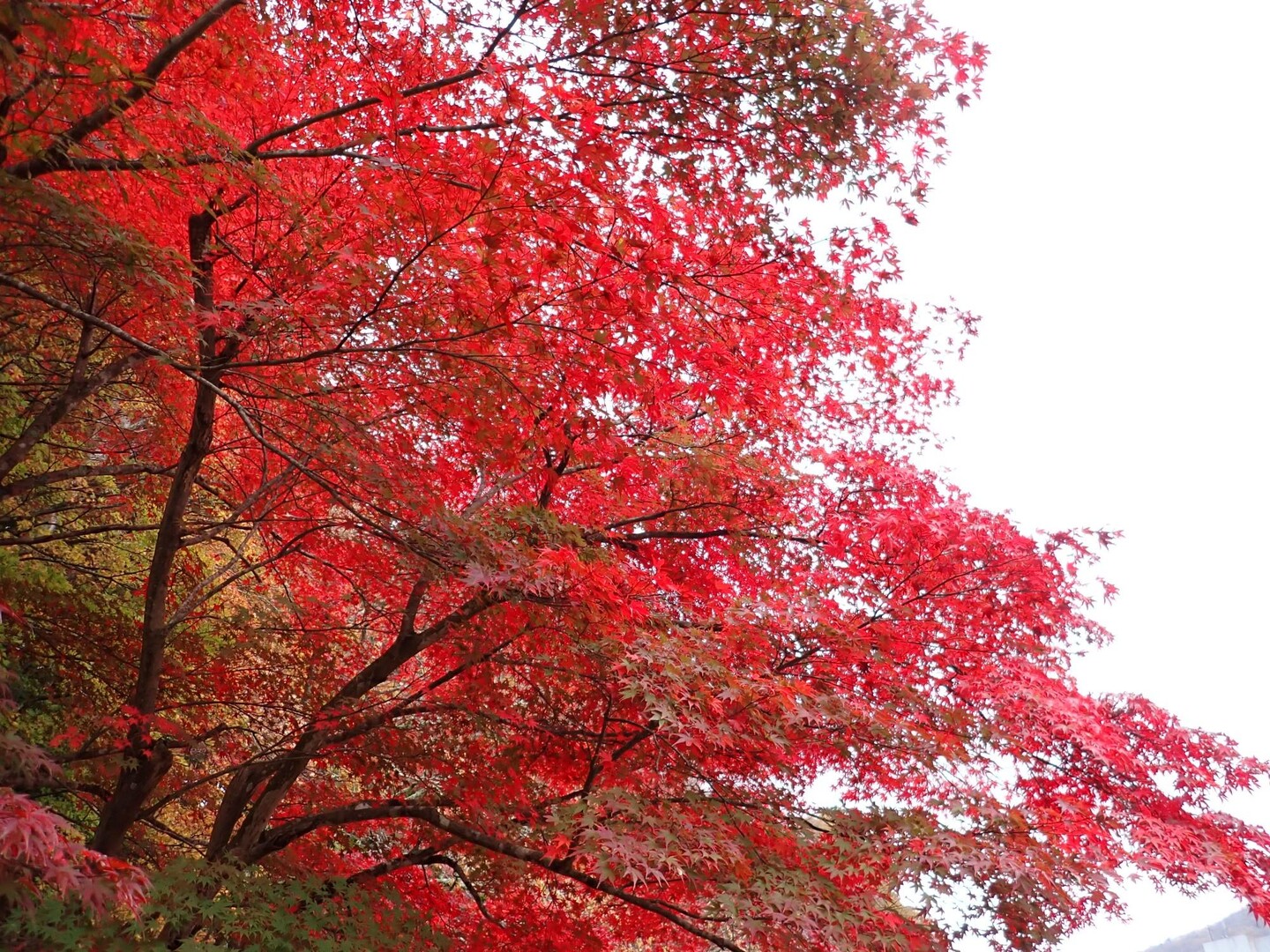 今日は5回目の誕生日 紅葉を見て温泉入っ... / Sarahさんのモーメント | YAMAP / ヤマップ