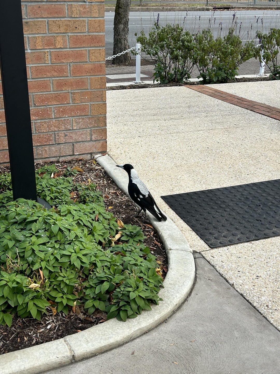 オーストラリア アデレード / MARIKOさんのモーメント | YAMAP / ヤマップ