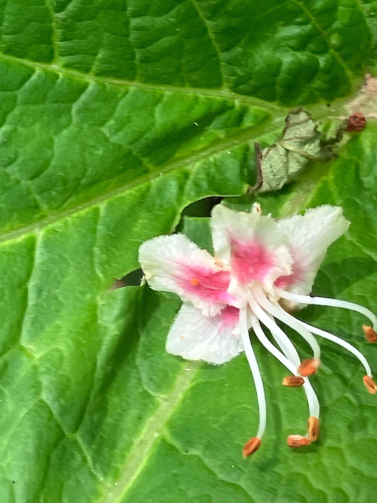 なんだか分からなかった花の正体解明しまし... / さちGさんのモーメント | YAMAP / ヤマップ