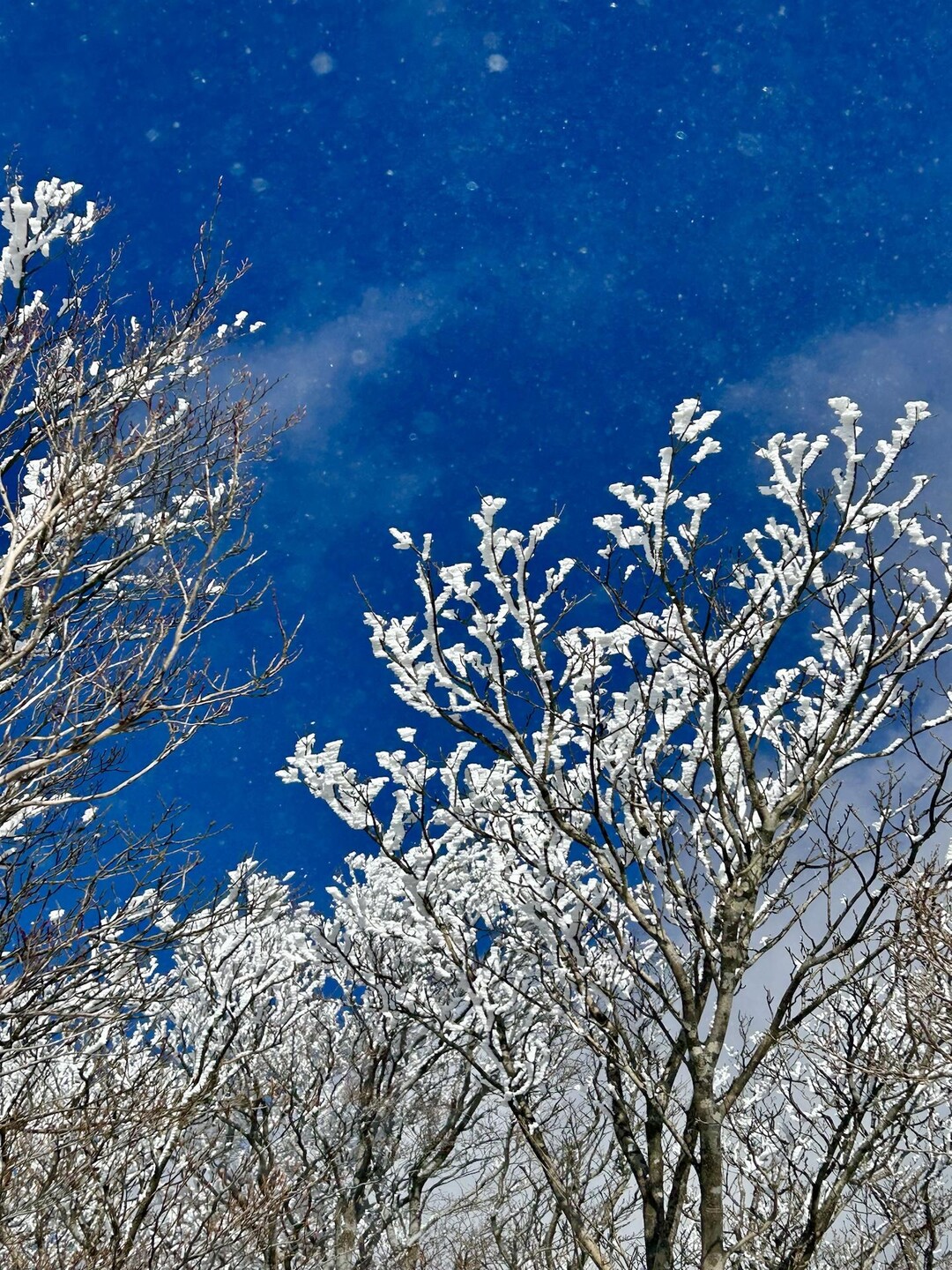 2024登り納め⛰️古祖母山 / Chiekoさんの祖母山の活動データ | YAMAP / ヤマップ