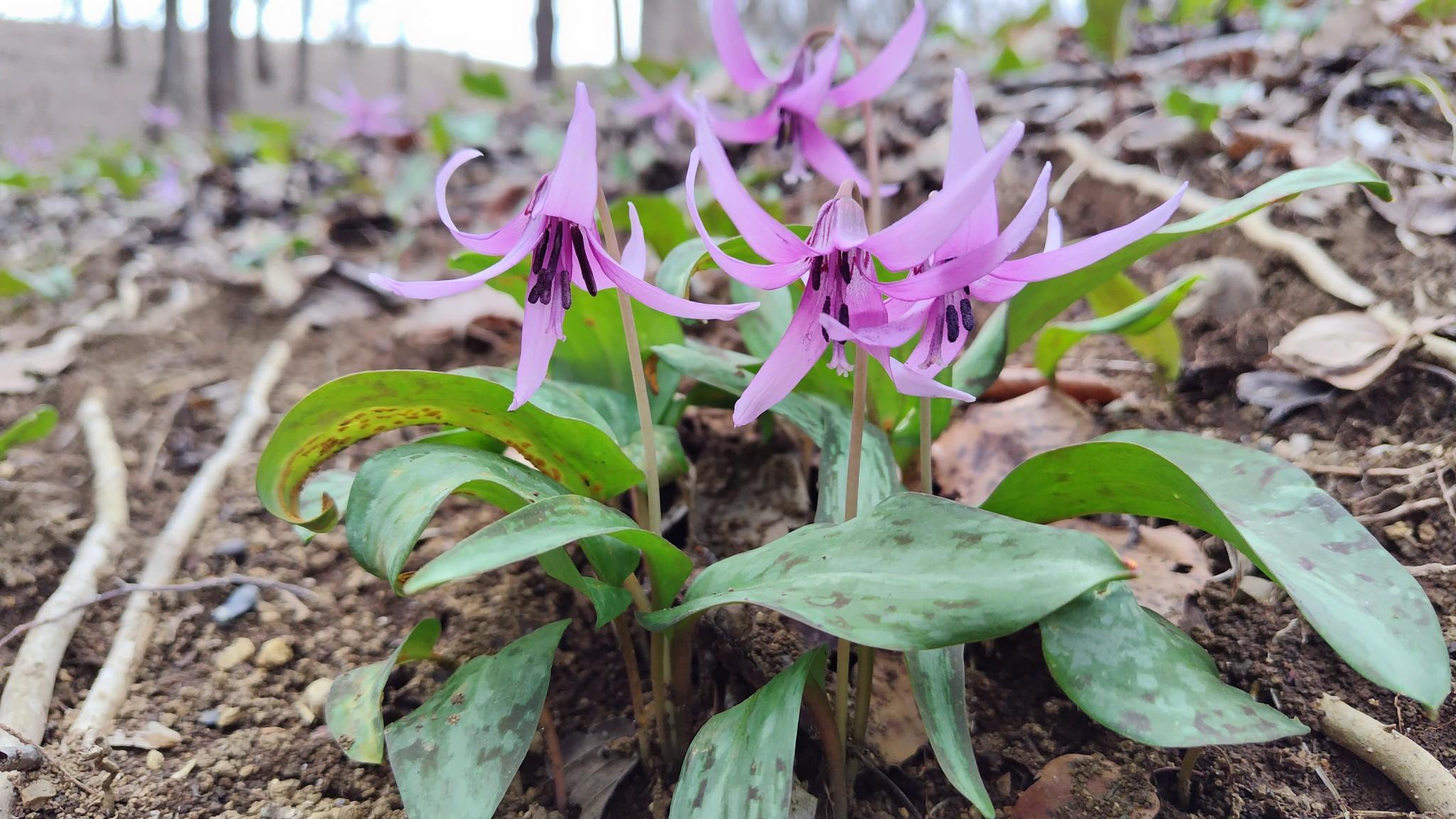 🩷スプリング・エフェメラル 那珂川町カタクリ山公園💜 / うさぷーさんの大田原市の活動データ | YAMAP / ヤマップ